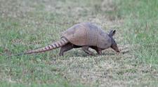 Nine-banded armadillos have established a stable population in Indiana ...