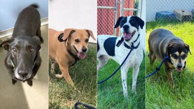 Dogs rescued in Puerto Rico up for adoption in Berks | Berks Regional ...