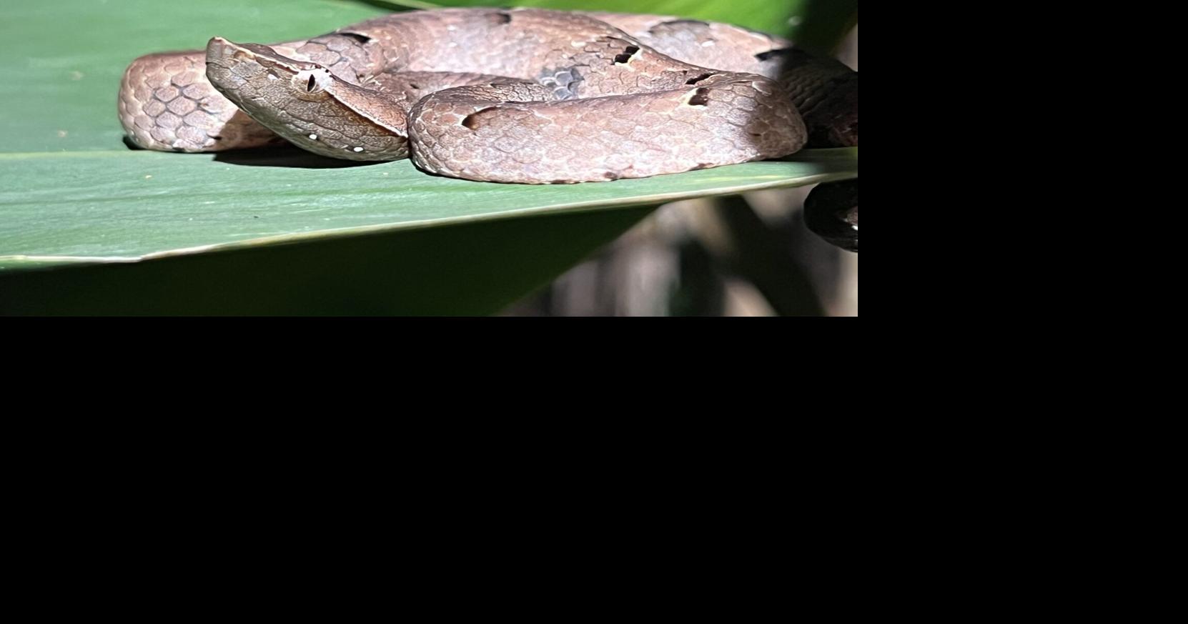 Scientists find that 16,000 new species are discovered every year ...