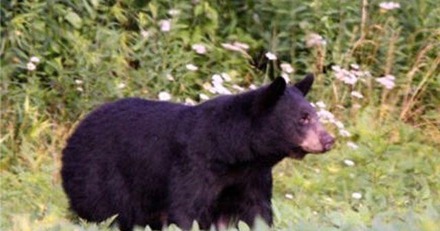 Pa. hunters get more than 1,600 bears on first day | Berks Regional ...
