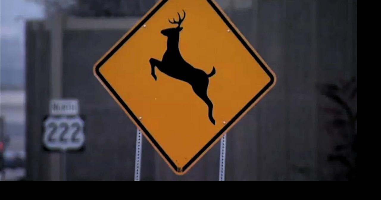 Deer danger | Video | wfmz.com