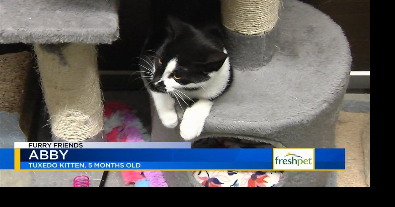 Furry Friends: Chester and Abby | Community | wfmz.com