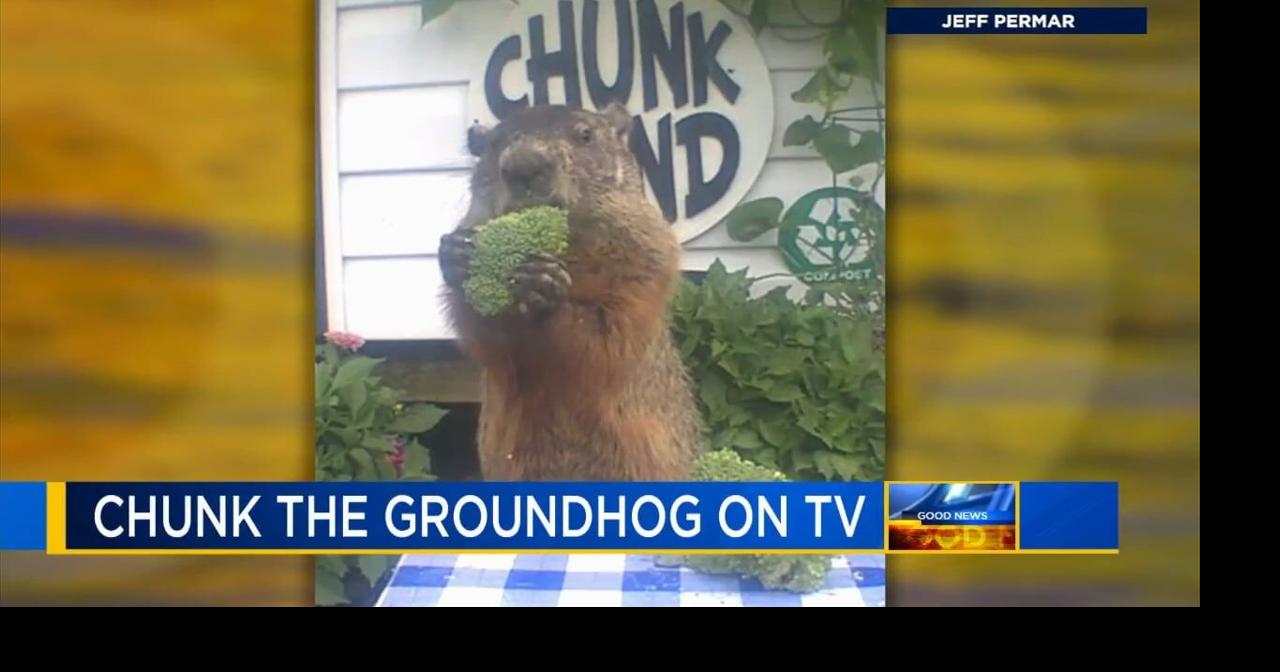 Chunk the groundhog is coming to a screen near you | Good News | wfmz.com