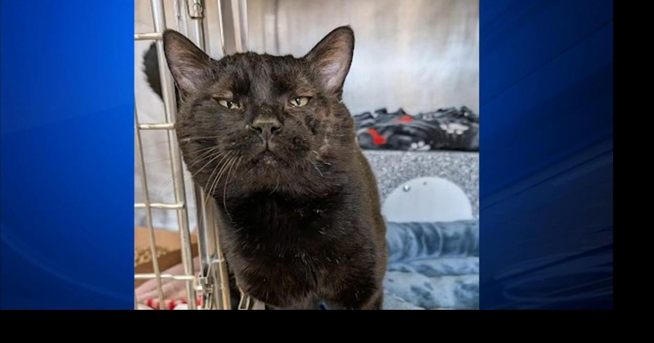 Furry Friends: Cyclops & Ezra | Berks Regional News | wfmz.com