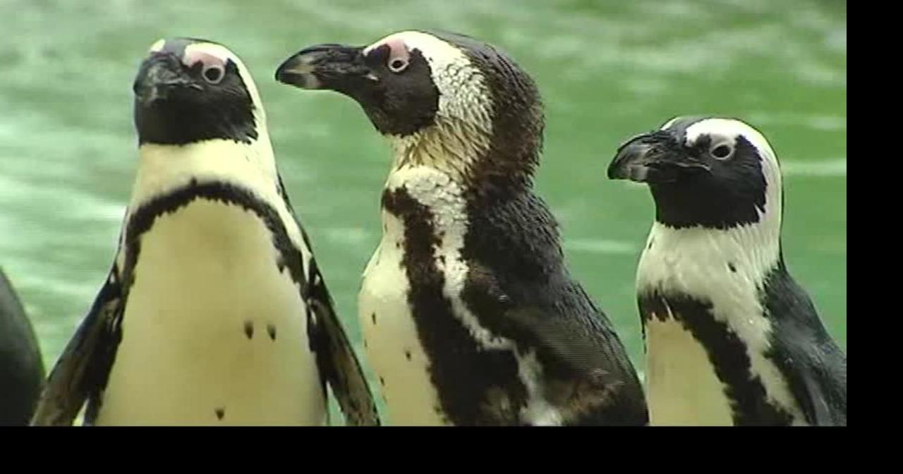 Lehigh Valley Zoo provides animal enrichment | Lehigh Valley Regional ...
