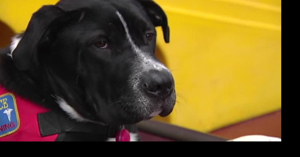 Tails of Valor pairs shelter dogs with wounded veterans | 69News at ...