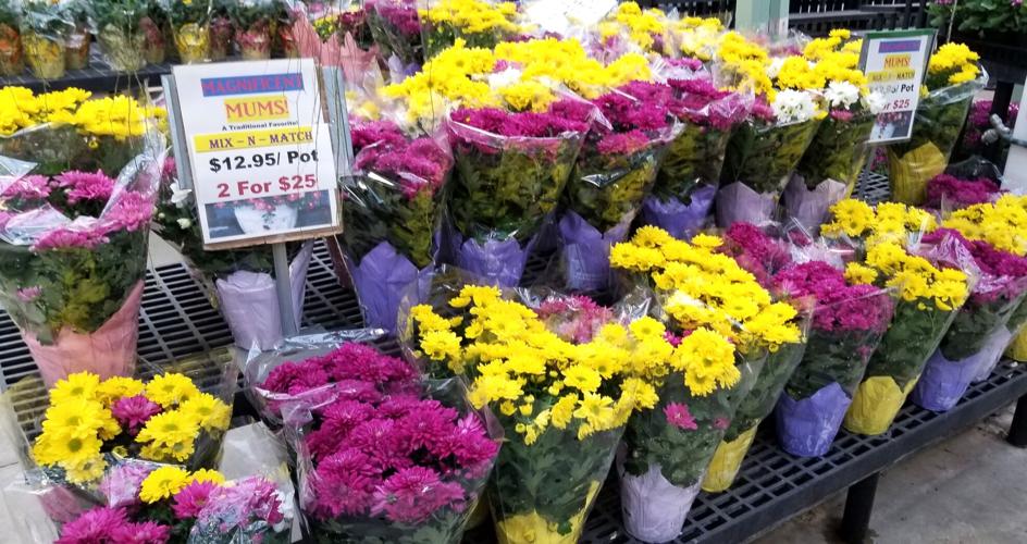 ‘We’re pumped’: 110-year-old plant business sprouts up at former Dan ...