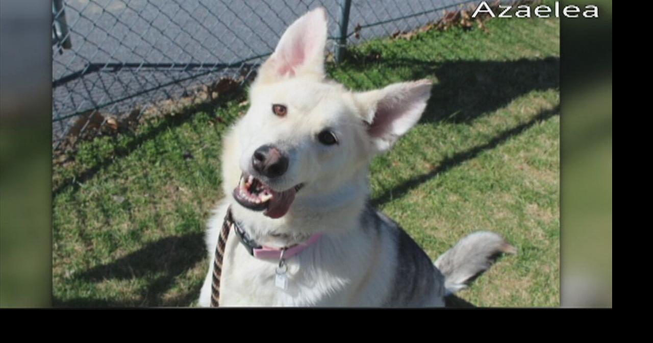 Humane PA waives pet adoption fees this weekend | Good News | wfmz.com