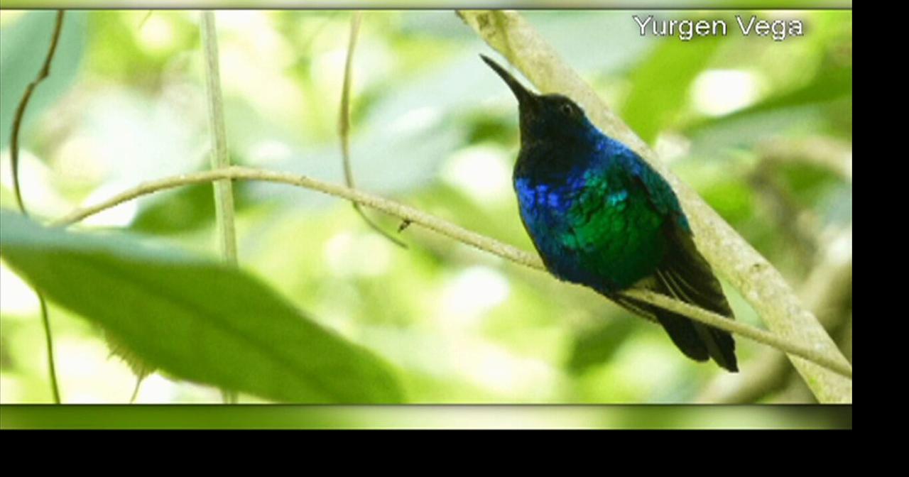 Rare hummingbird feared extinct rediscovered in Colombia | Good News ...