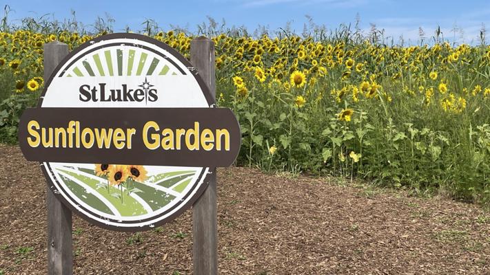 St. Luke's sunflower field is blooming, drawing crowds to hospital's ...