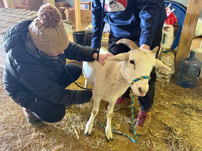 11 sheep rescued from Northampton County property, dead animals also ...