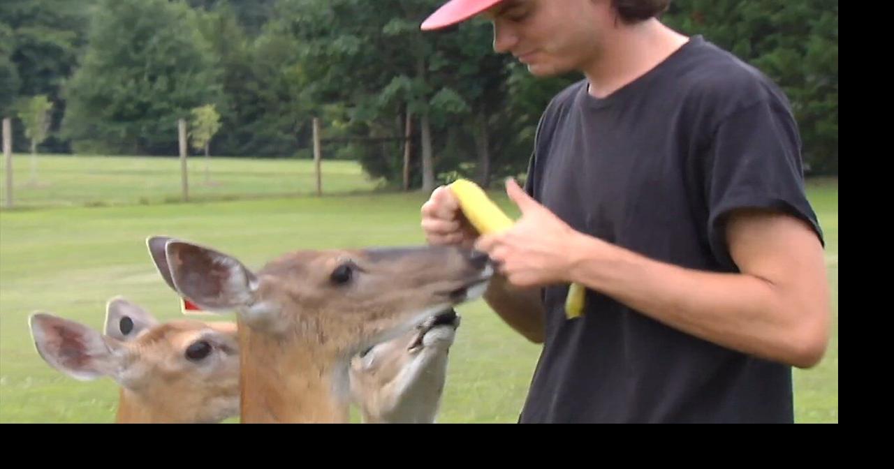 “Deer & Tater Tots”: Union Township entrepreneur going viral with pet ...