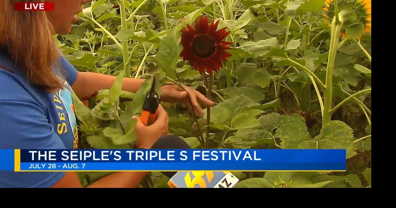 Sunflowers, corn and more expected to attract customers during Seiple ...