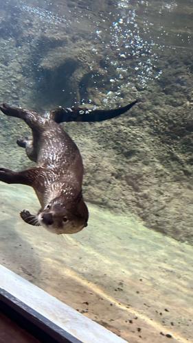 LOOK INSIDE: Da Vinci Science Center previews exhibit ahead of grand ...