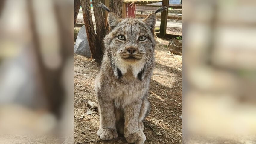 Lehigh Valley Zoo mourns the loss of longtime Canada lynx companion ...