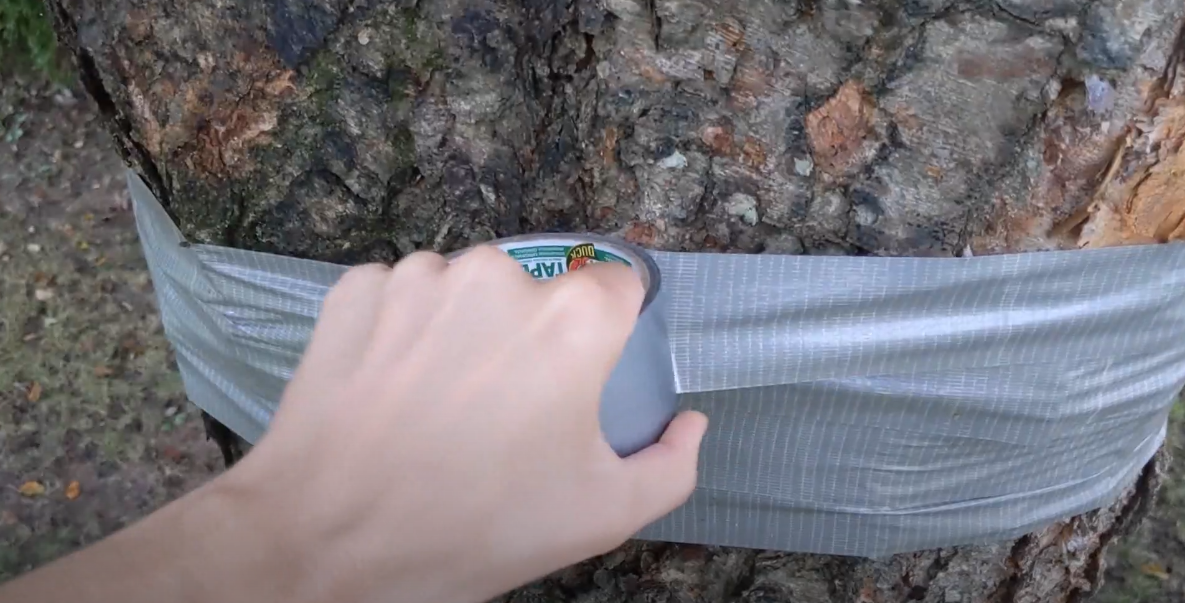 Find out how you can help fight spotted lanternflies this fall | Lehigh ...