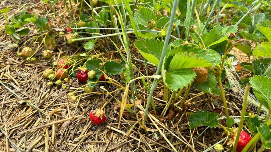 Dry weather causing concerns at local farms; Seiple Farms closes ...