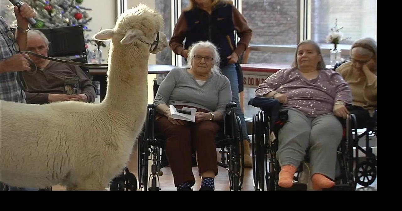 Alpaca visits retirement community in Whitehall Twp. | Allentown Area ...