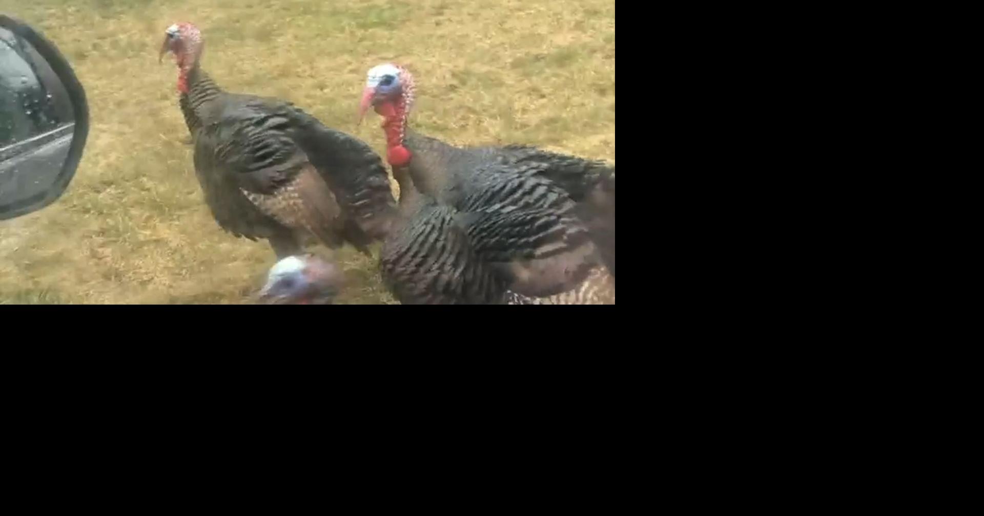 Aggressive turkeys 'intimidating' people near Boston | News | wfmz.com