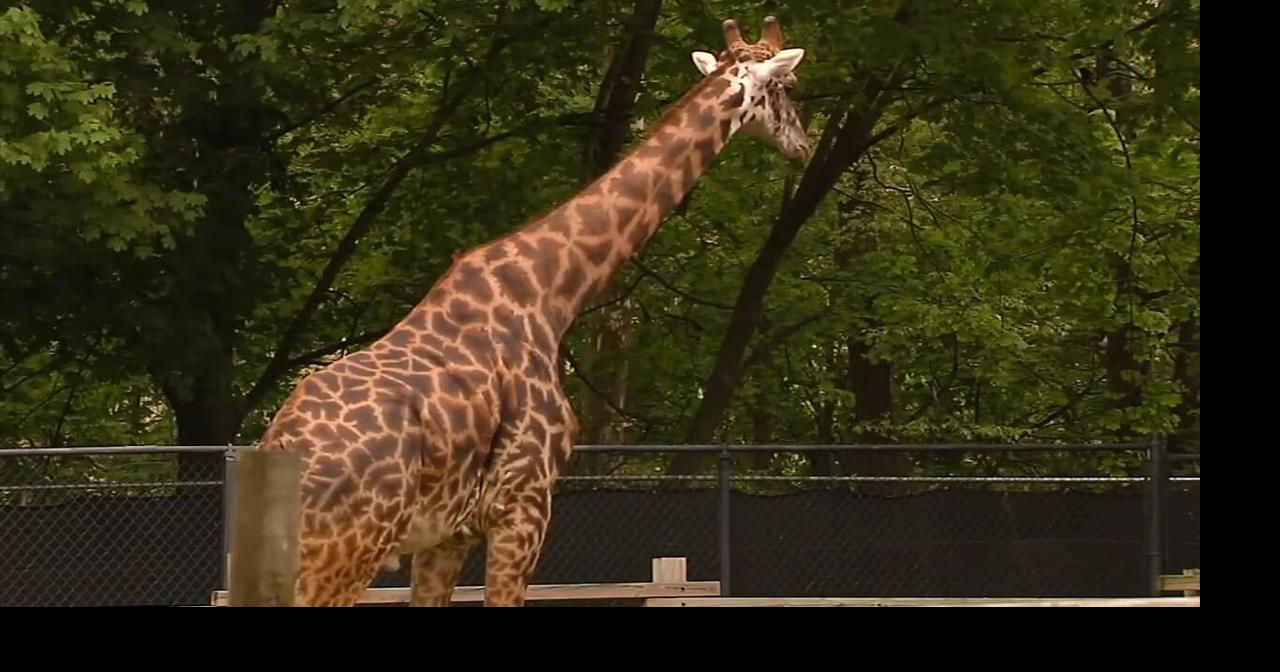 Pet owners, Lehigh Valley Zoo keeping eye on animals' health as region ...
