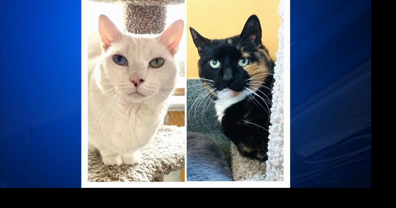 Furry Friends: Olaf, Elsa and Basil | Community | wfmz.com