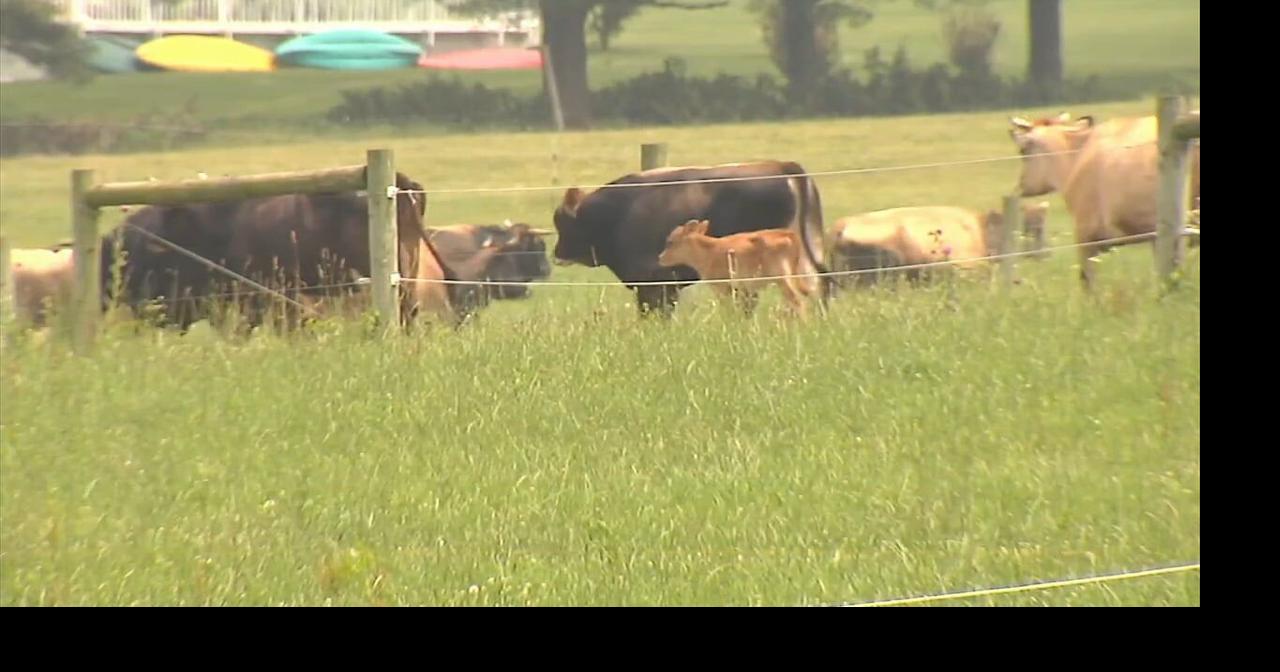 'The look this cow had in its eyes, it was wild' : Farmer describes ...