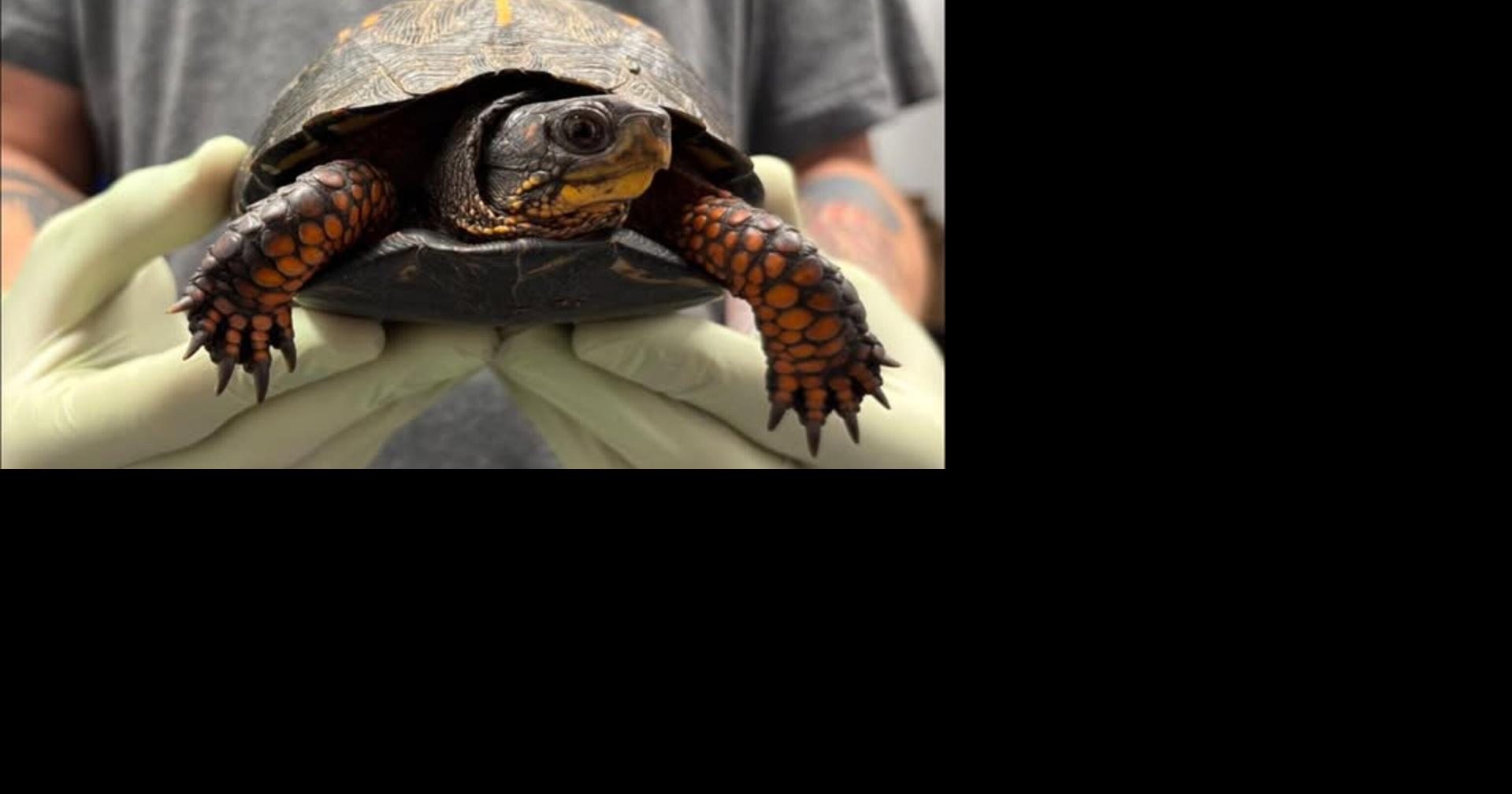 Wildlife rescuers seek public's help in returning pregnant box turtle ...