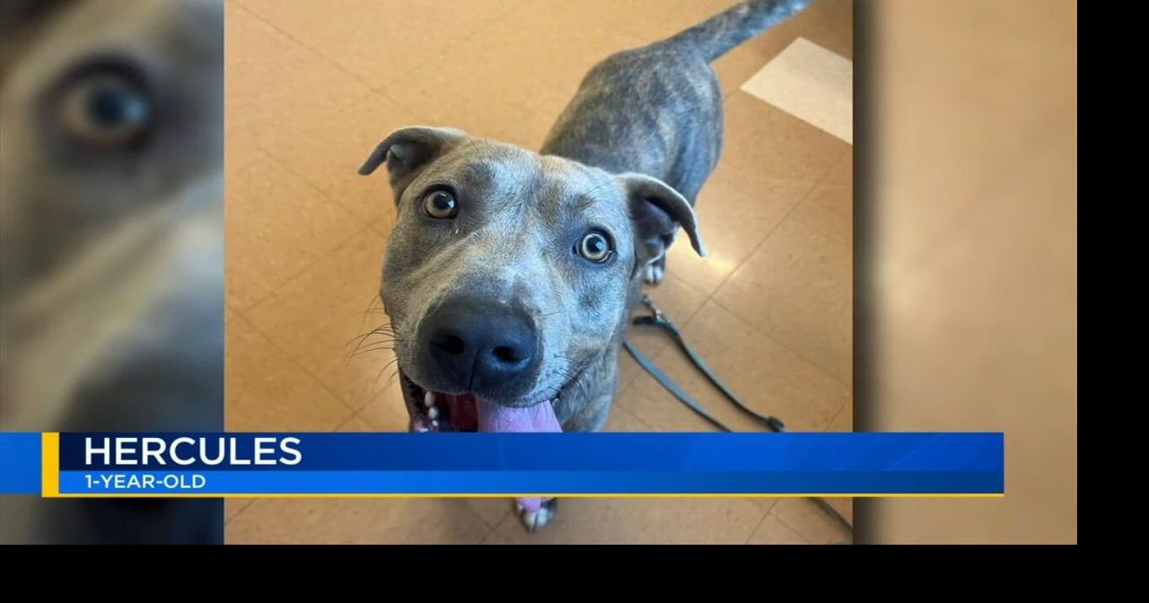 Furry Friends: Visage and Hercules | Community | wfmz.com