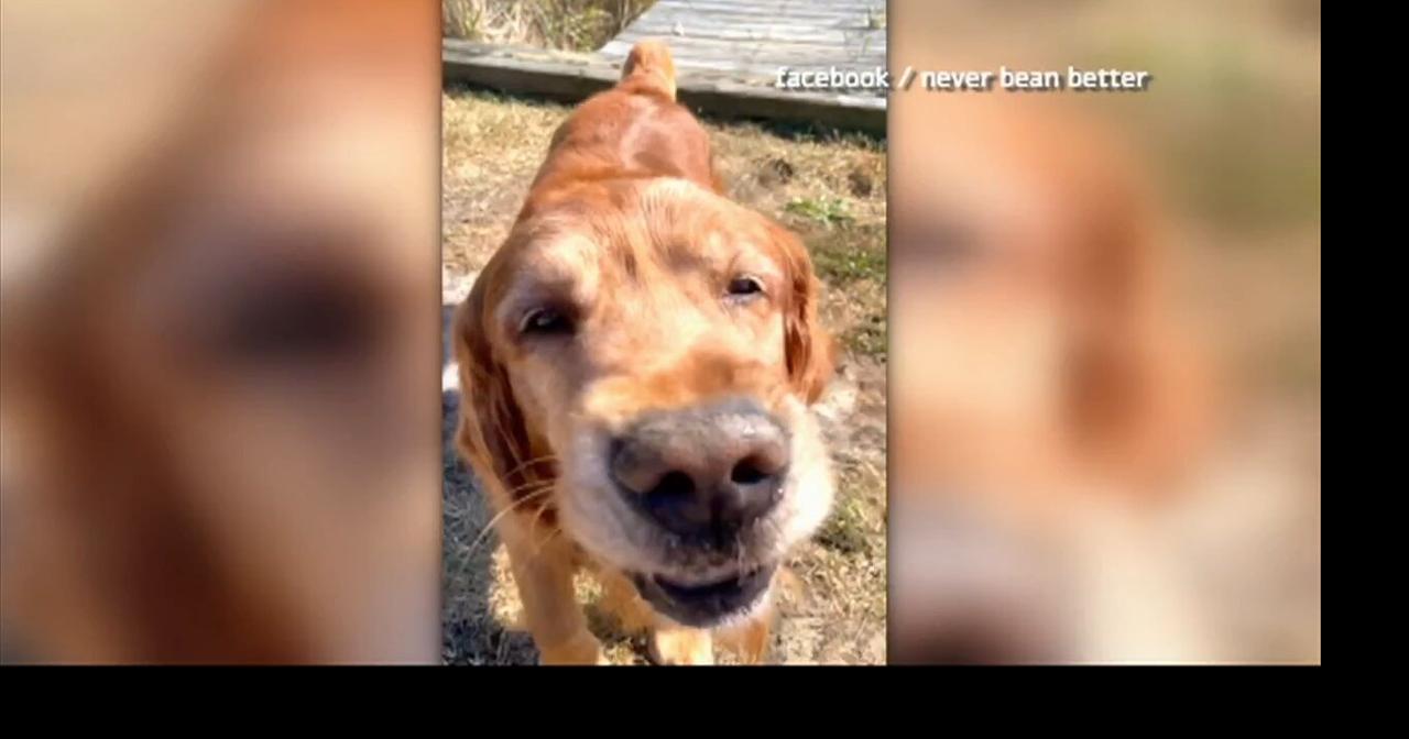 Berks family vows to carry on kindness after passing of therapy dog ...