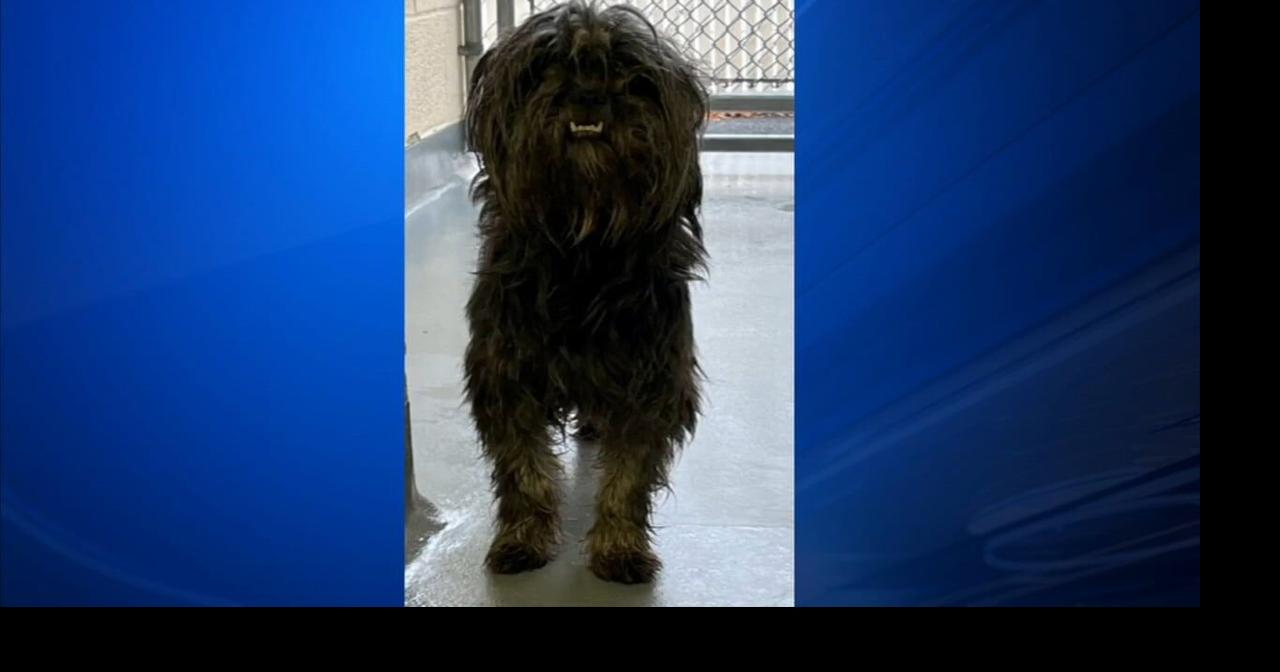Furry Friends: Helga and Carson | Berks Regional News | wfmz.com