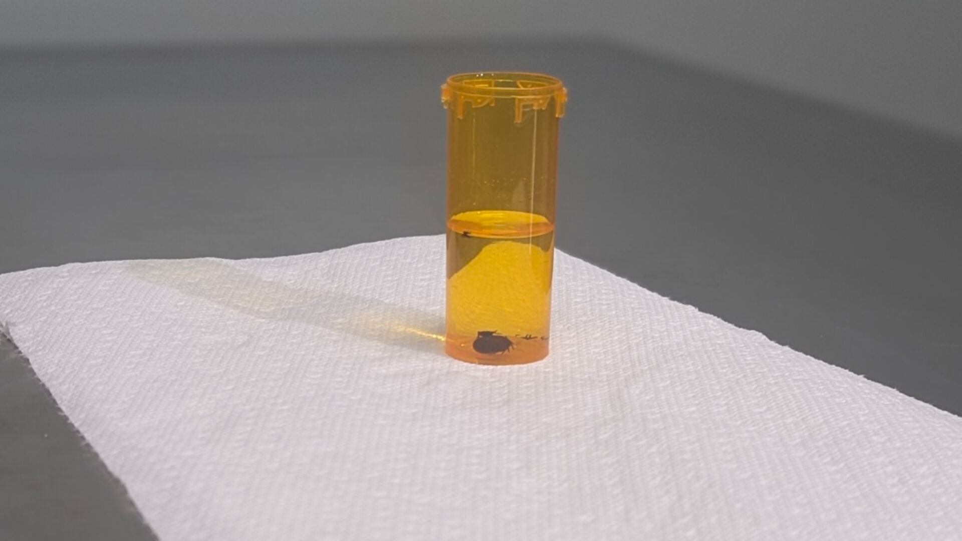 'They know the spots to go': Local expert offers tips, as tick season ...