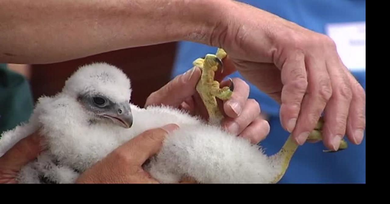 PPL's peregrine falcon hatchlings fitted with bands for study | Lehigh ...