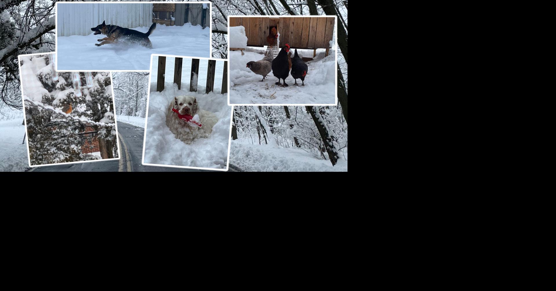 YOUR PHOTOS: Snowy Saturday | Weather | wfmz.com
