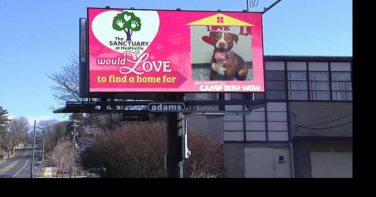 New billboard campaign aims to find homes for animals in the Lehigh ...