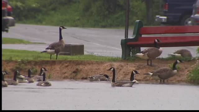 Emmaus tries new blinking lights to scare of geese | Inside Your Town ...