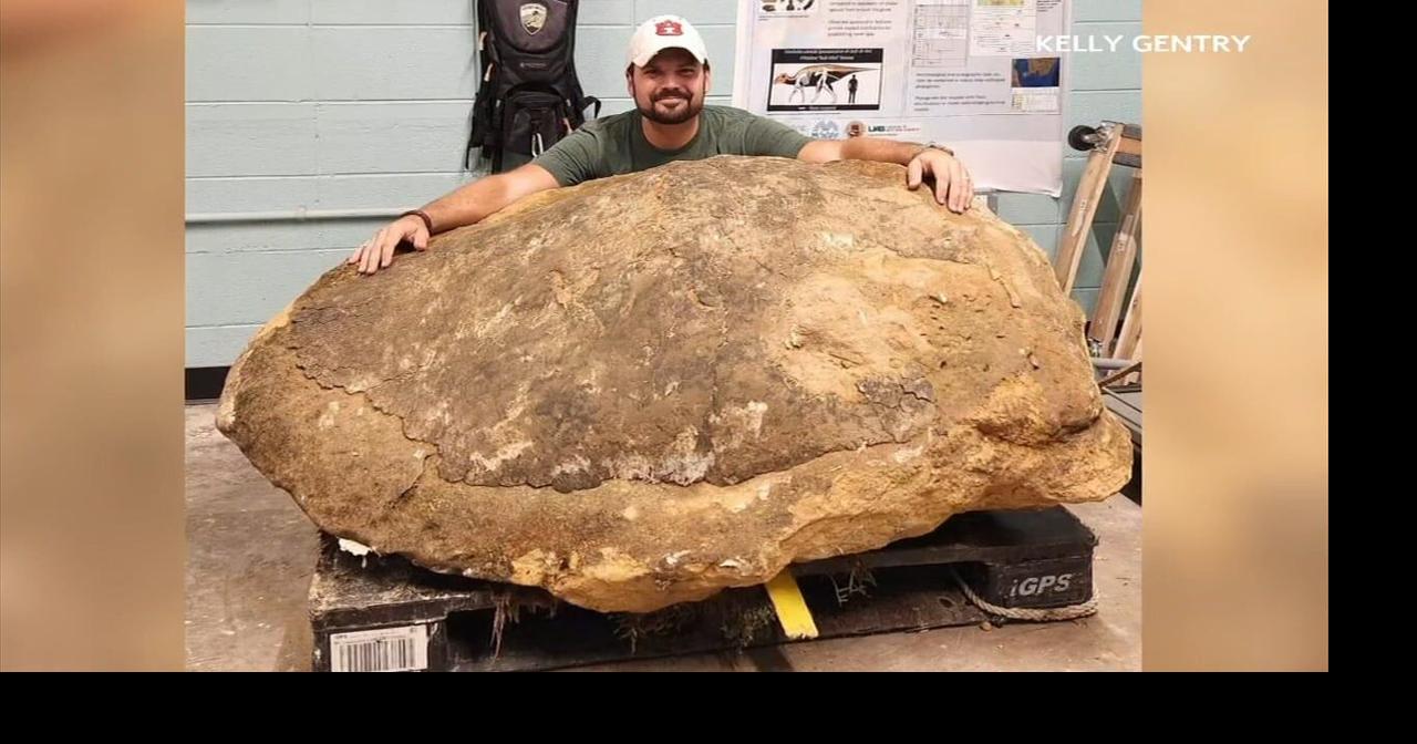 'That's something!': Family finds 32-million-year-old turtle fossil ...