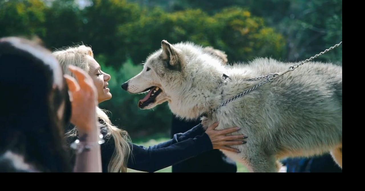 Health Beat: From predator to protector: Healing power of wolves ...