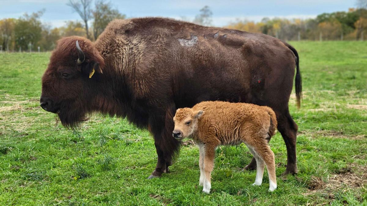 Baby American Bison