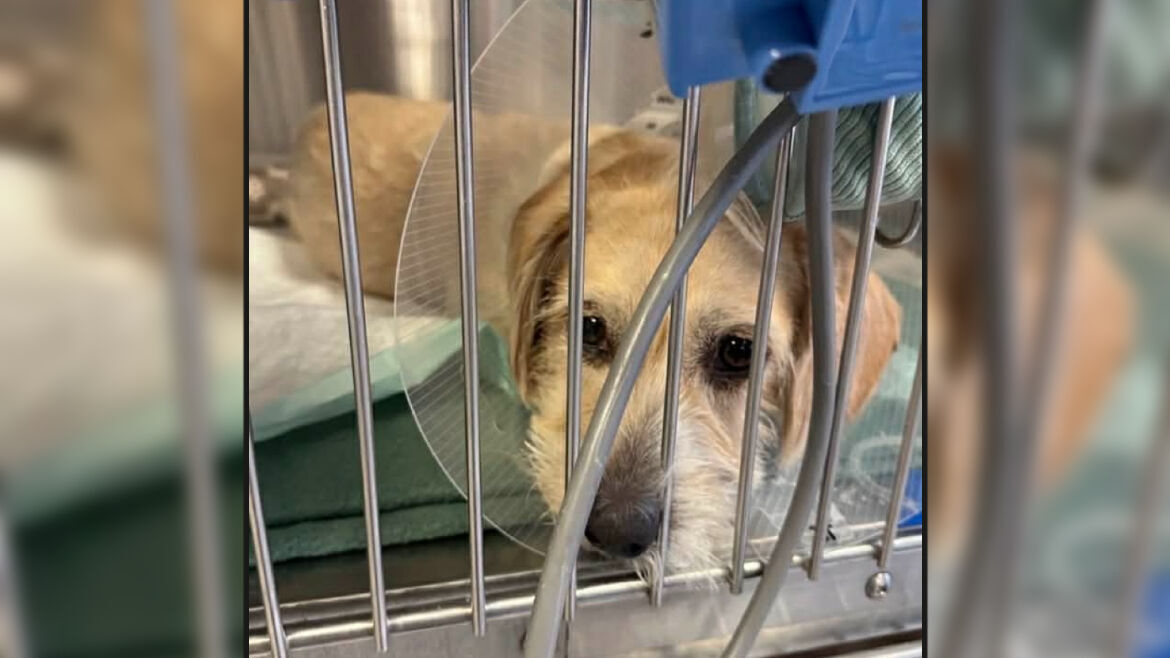 Dog rushed into surgery after swallowing treat stuffed with razor blade ...