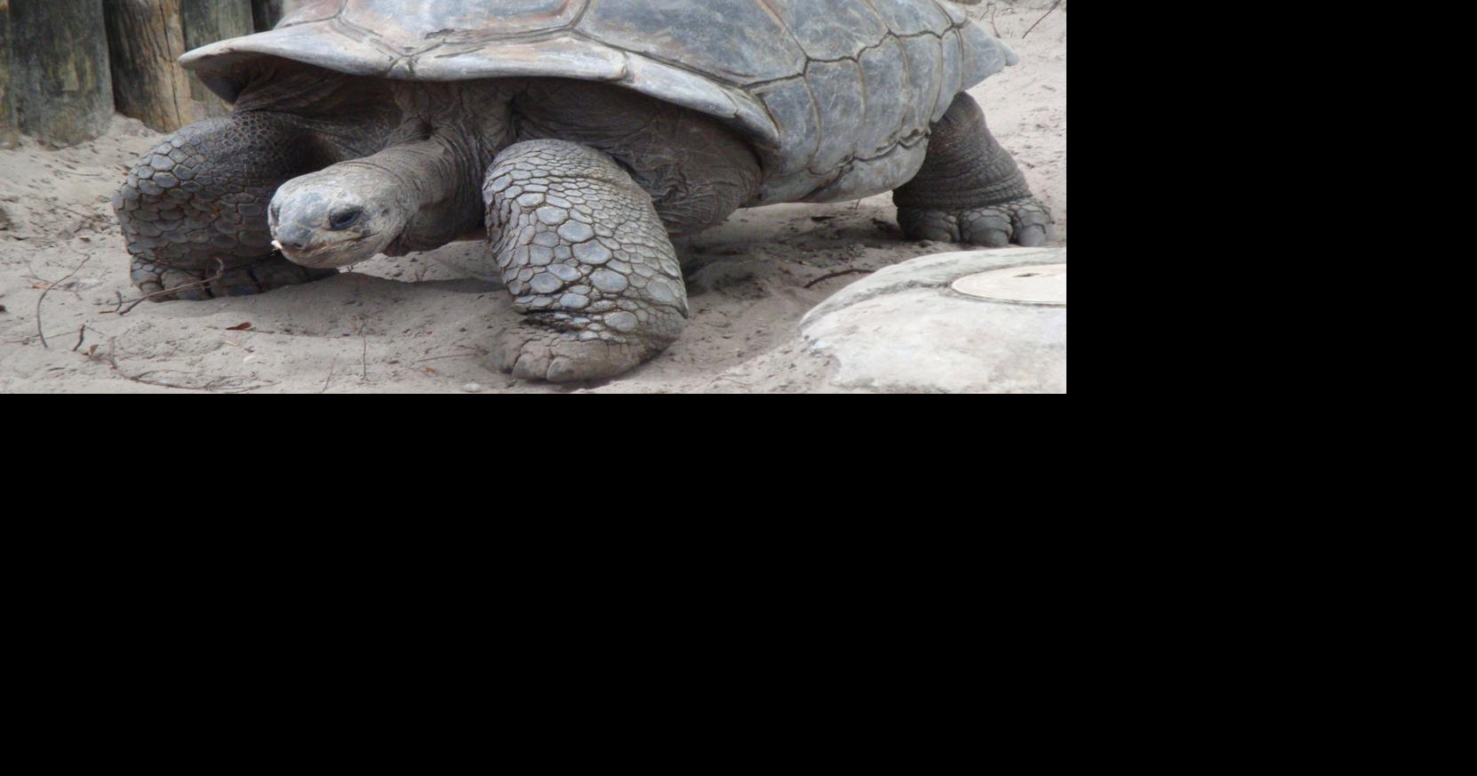 100-year-old tortoises become first-time parents at zoo | Nation-world ...
