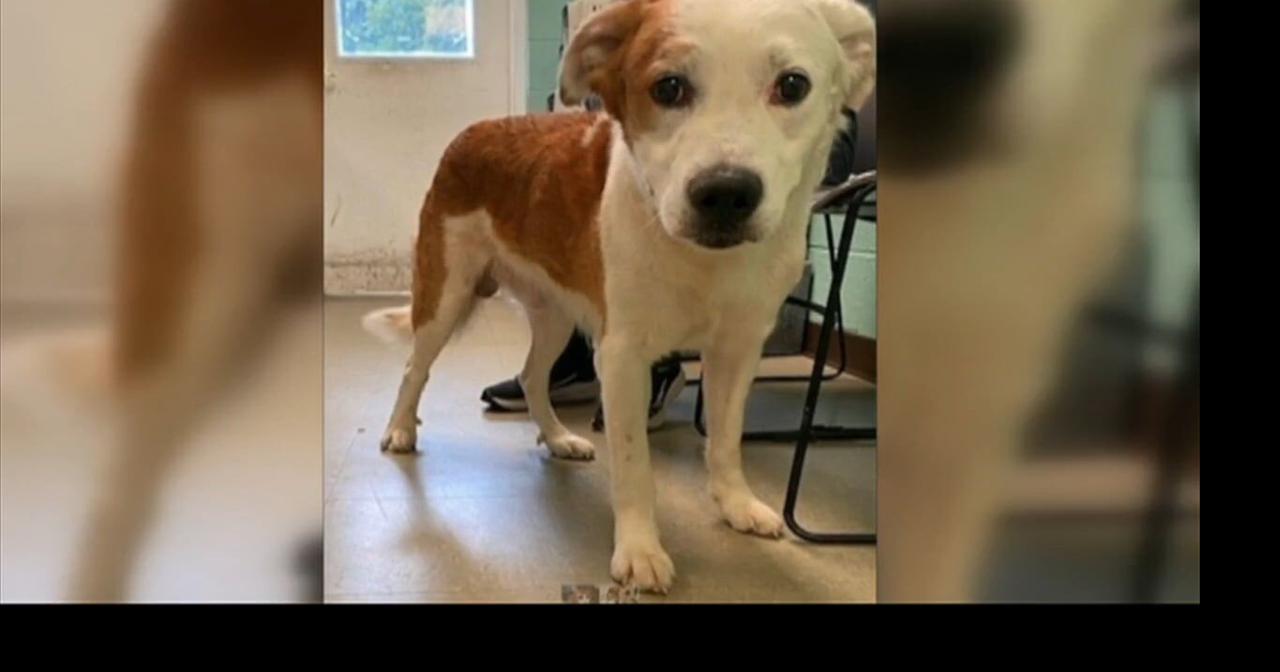 Furry Friends: Swoon Lagoon & Fox | Community | wfmz.com