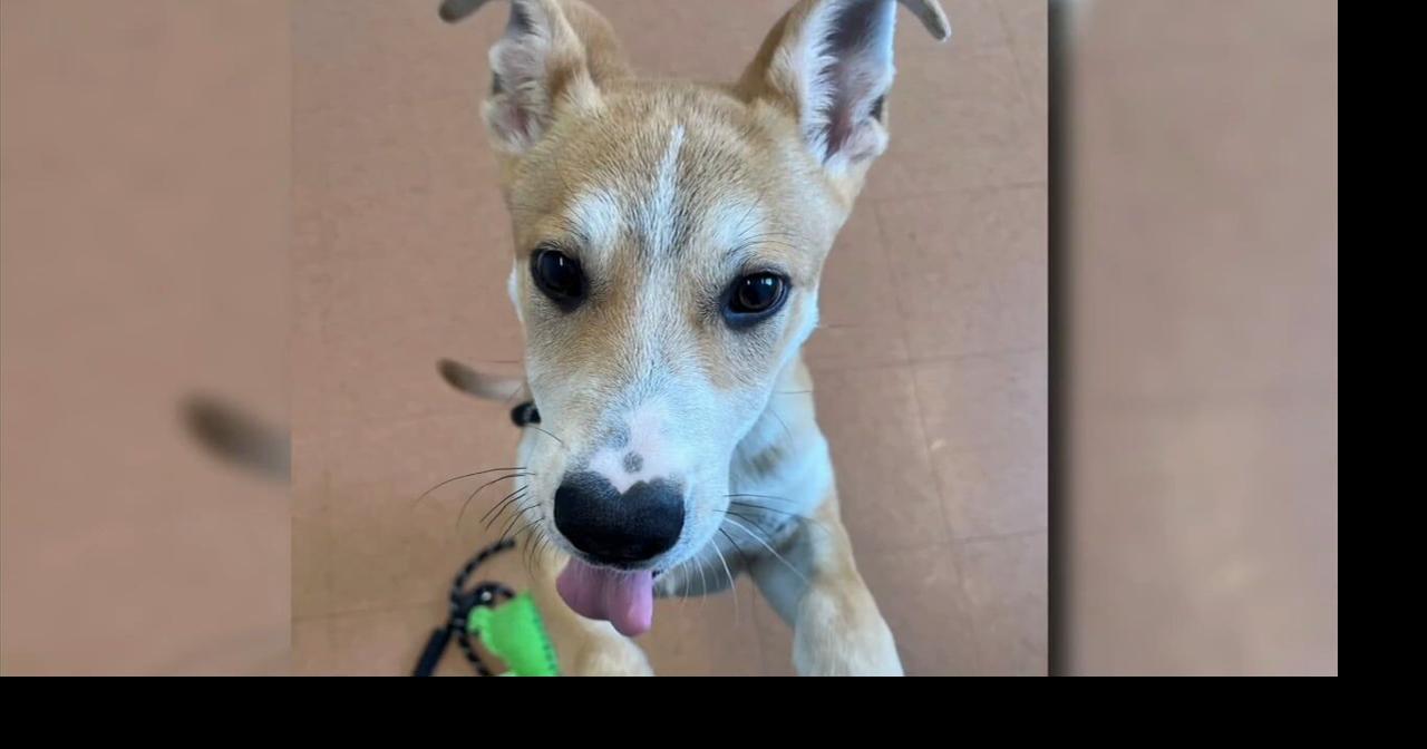 Furry Friends: Lupin and Benji | Community | wfmz.com