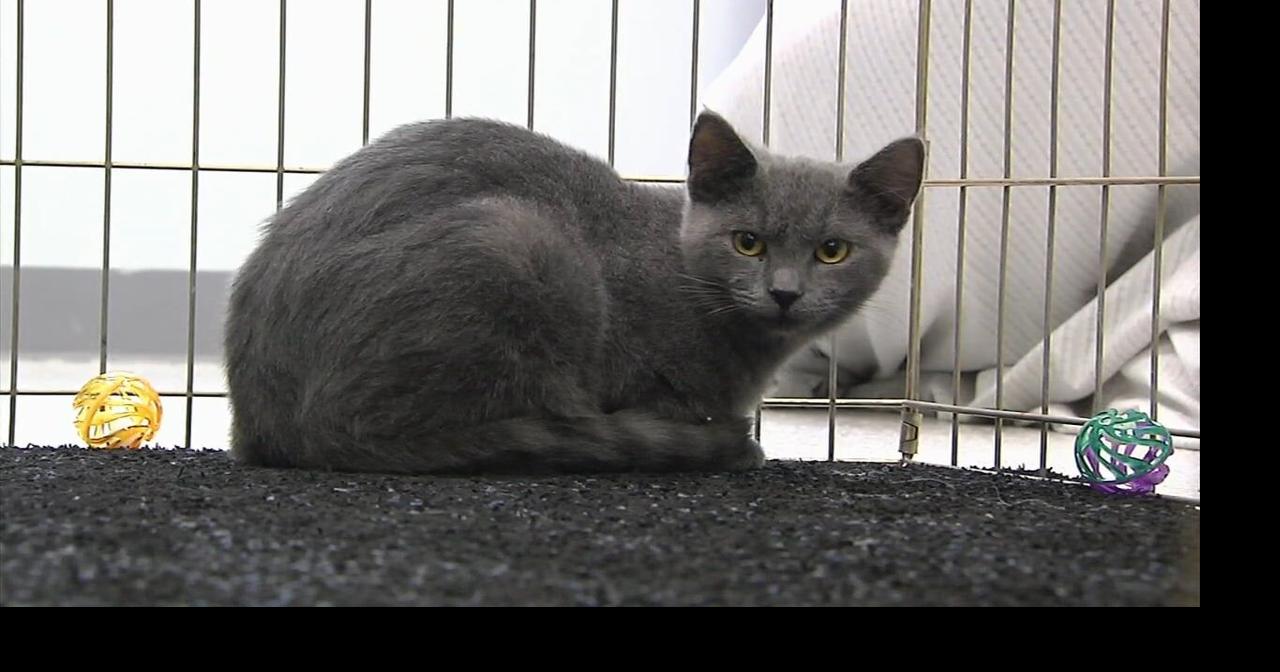 Furry Friends: Stacey and Peanut | Furry Friends | wfmz.com