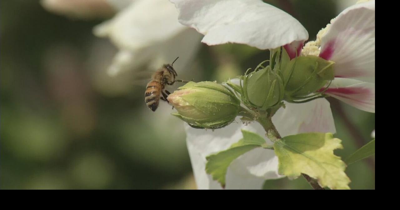 Spring allergies: Nip them in the bud | Life Lessons | wfmz.com
