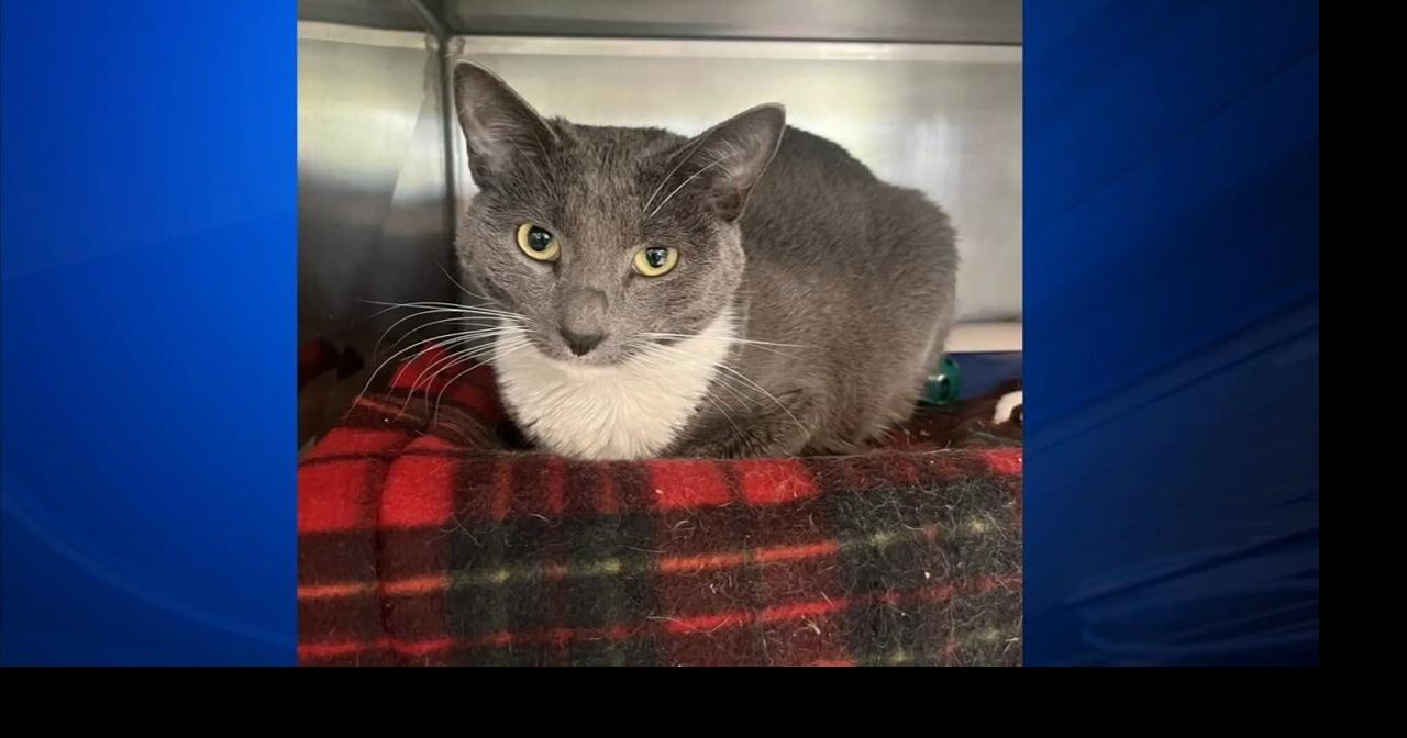 Furry Friends: Mittens & Toad | Berks Regional News | wfmz.com