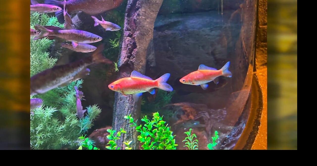 2 goldfish, snake get new home at Bergen County aquarium | Good News ...