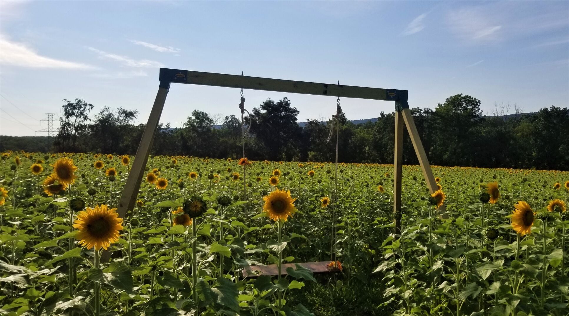 Pick-your-own sunflower farm returning with first-rate views, photo ops ...