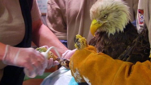 Rescue group nursing wounded bald eagle back to health | Poconos and ...
