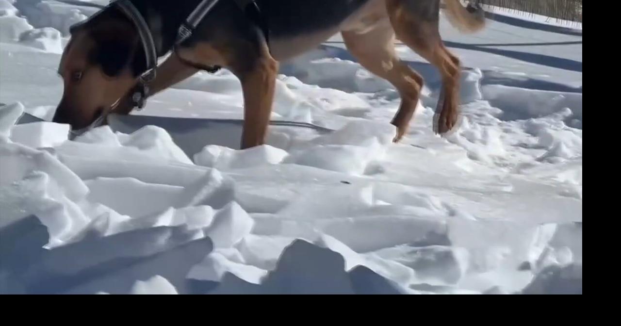 Boots, balms, and bags: How to keep your dog’s paws safe from salt and ...