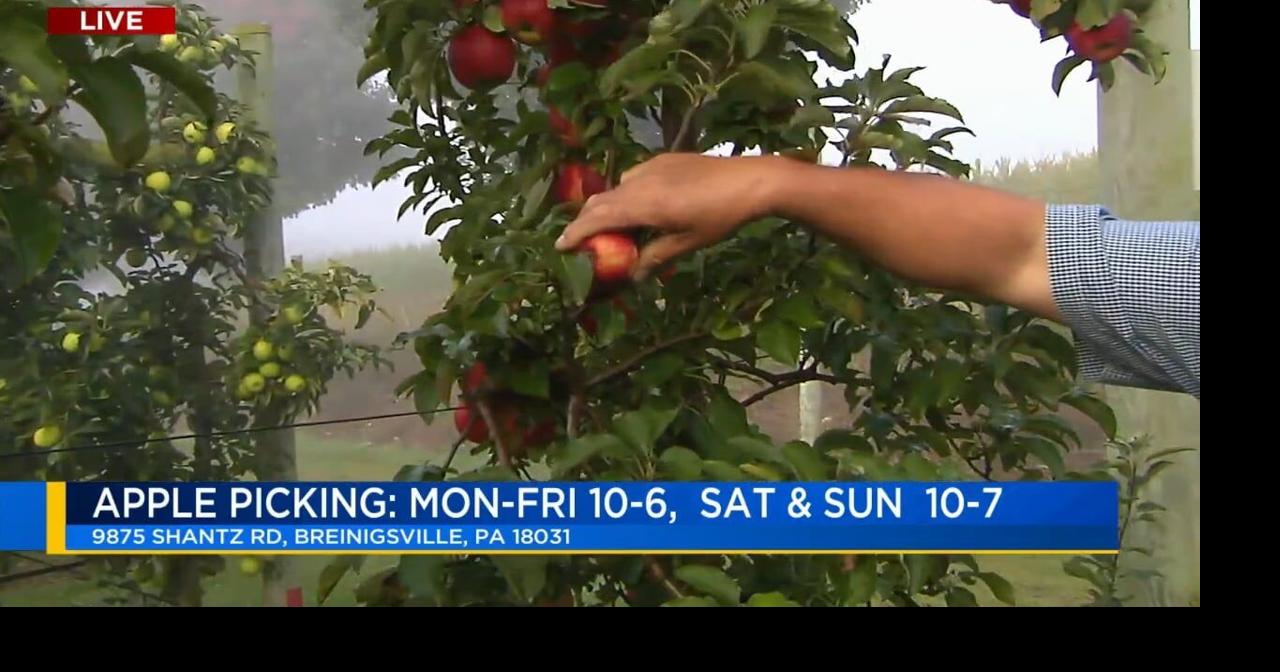 Apple picking season at Grim's Orchard | Lehigh Valley Regional News ...